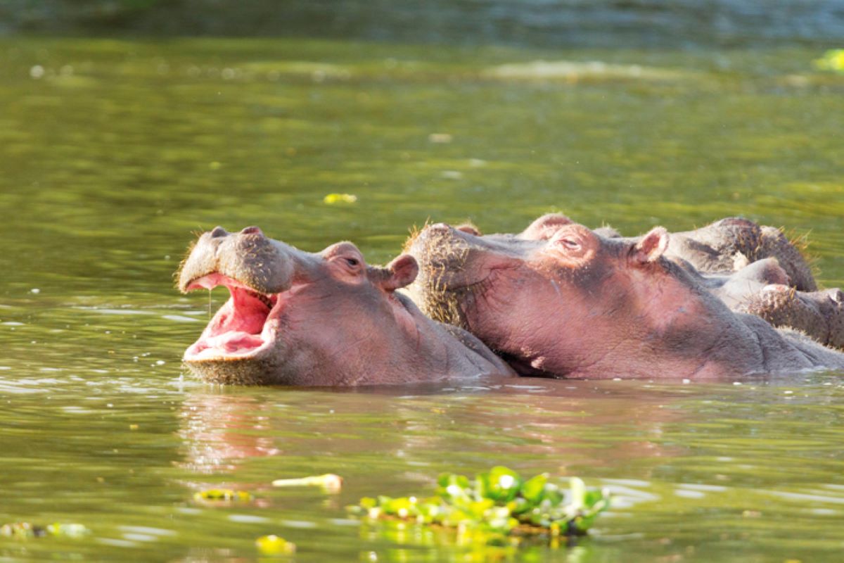 Kenya-safari og badeferie på Zanzibar - Se mere hos TourCompass.dk
