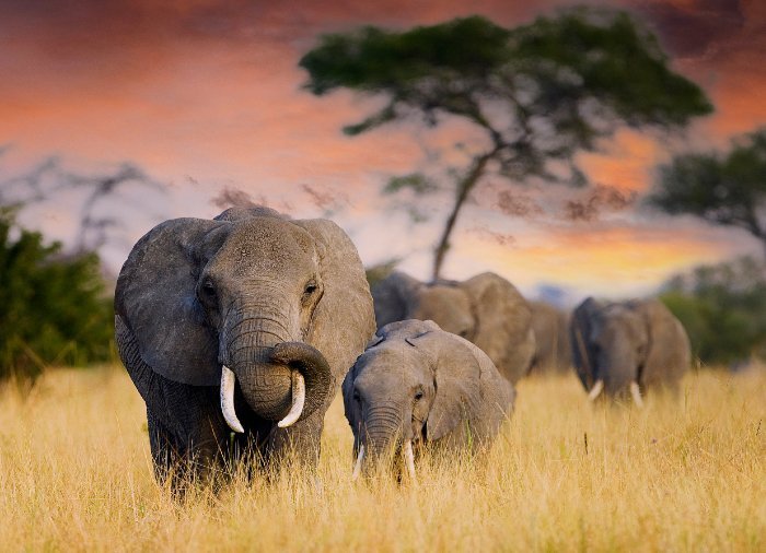 Safari i Tanzania - Se priser & book eventyrlige rejser til Tanzania her