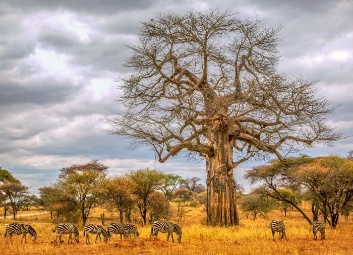 Safari i Tanzania - Se priser & book eventyrlige rejser til Tanzania her