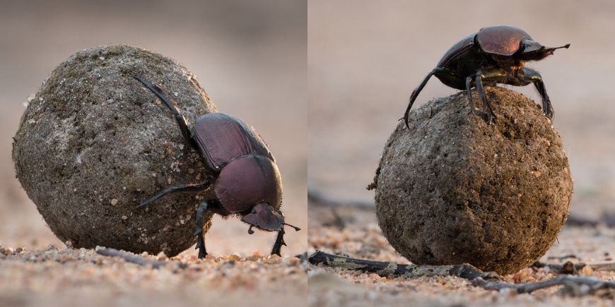 De sjoveste dyr i verden