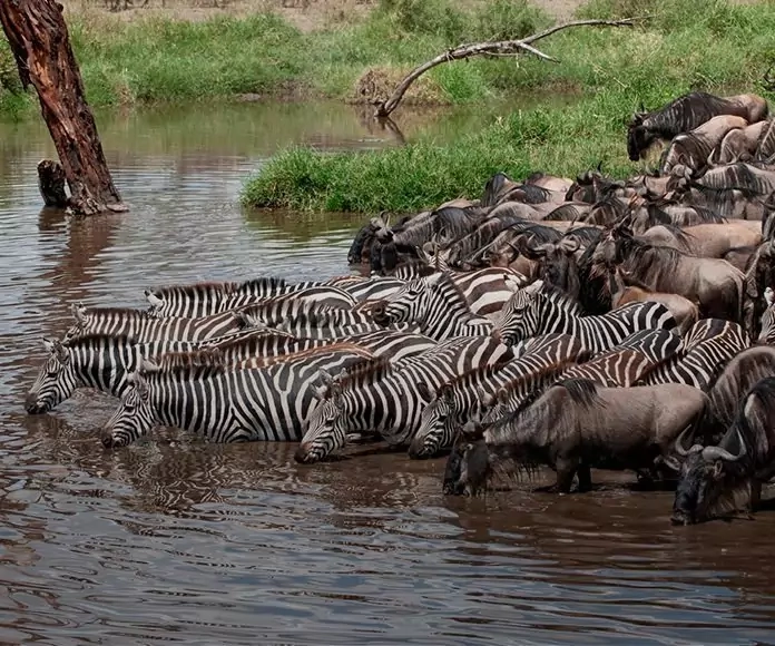 Serengeti, Ngorongoro og Zanzibar - Book 12-dages safari her!